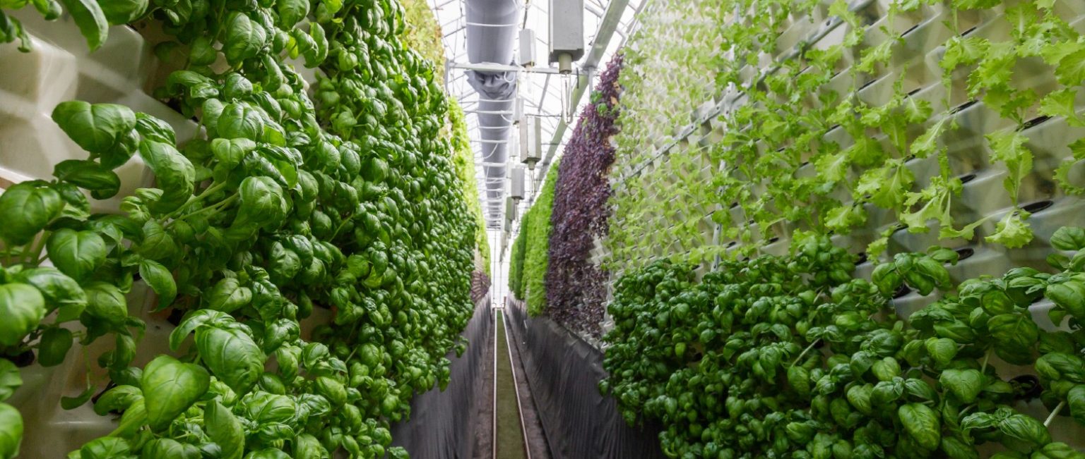 What is Vertical Farming and What are the Advantages | ICL Group