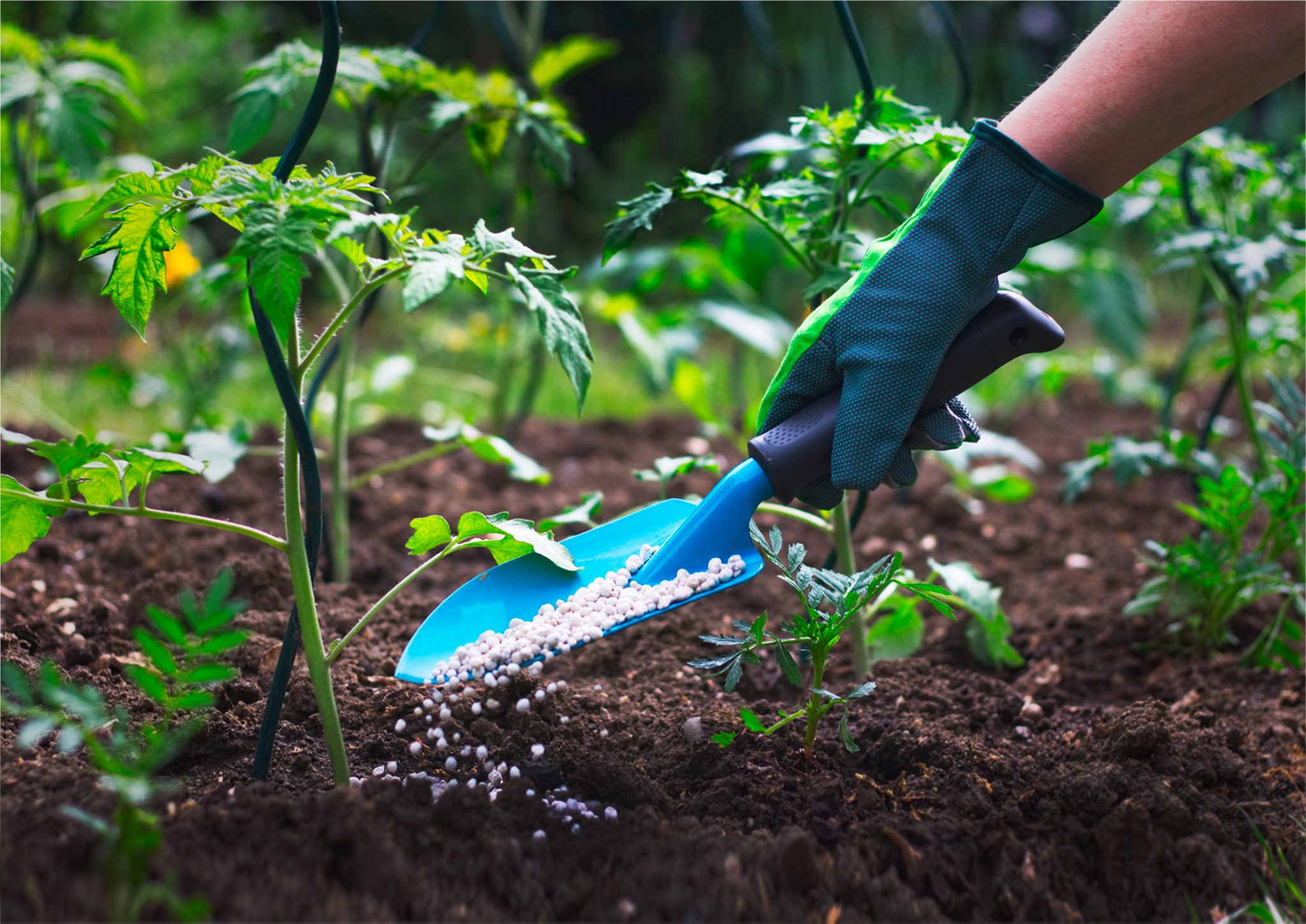 Essential Potash Fertilizers & Potassium Phosphate | ICL Group